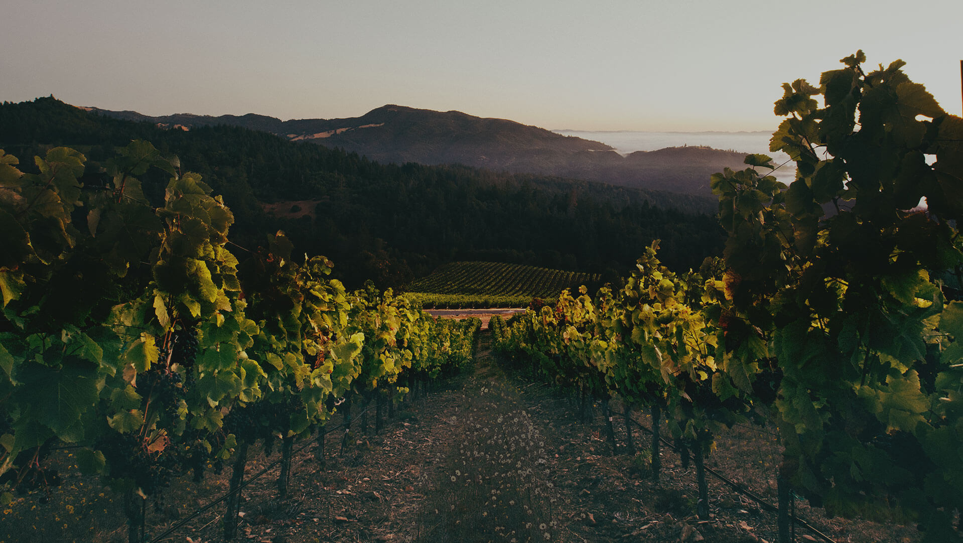 Mt. Brave Wines | Discover Mt. Veeder Winemaking